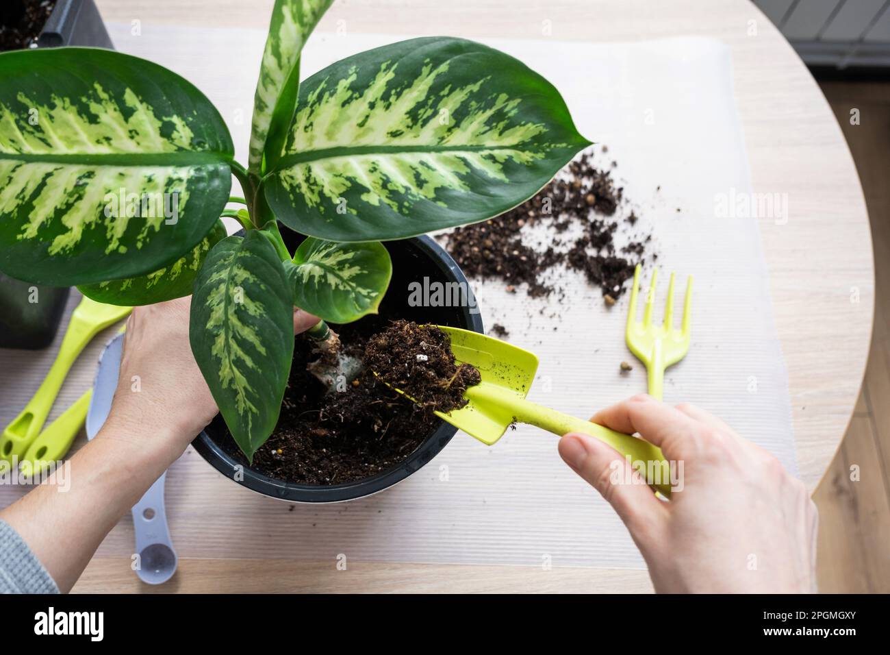Repotting a home plant Dieffenbachia Tropic Snow into a new pot in home ...