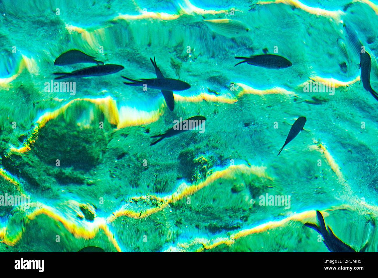 seafloor with fish Stock Photo - Alamy