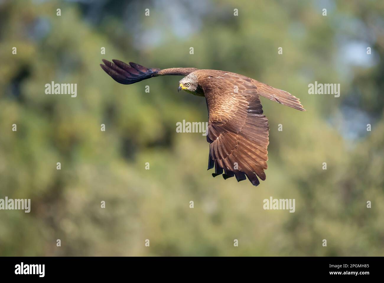 black kite in flight with unfocused background Stock Photo - Alamy