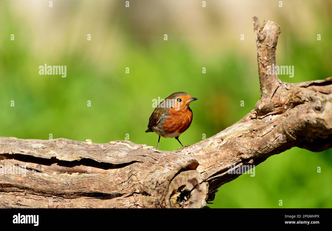 Robin flock hi-res stock photography and images - Alamy
