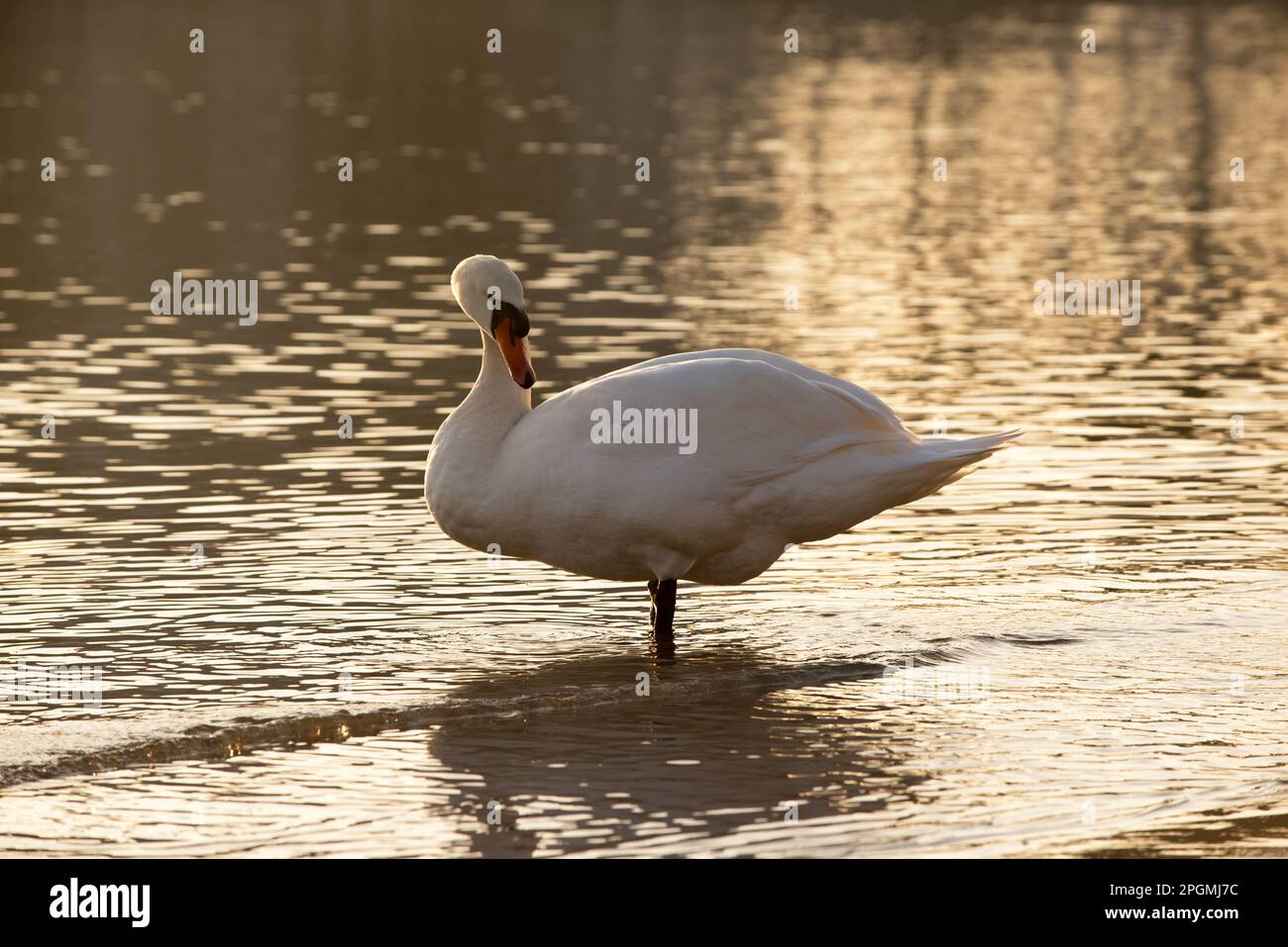 Volare in pesca hi-res stock photography and images - Alamy