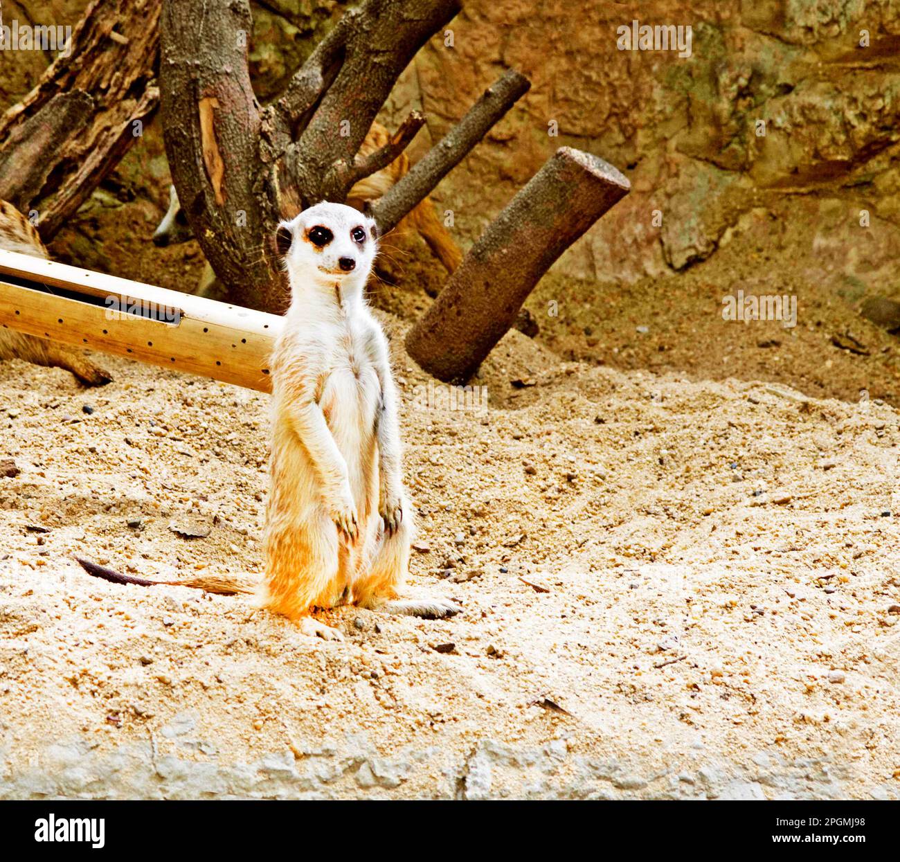 Standing mink hi-res stock photography and images - Alamy