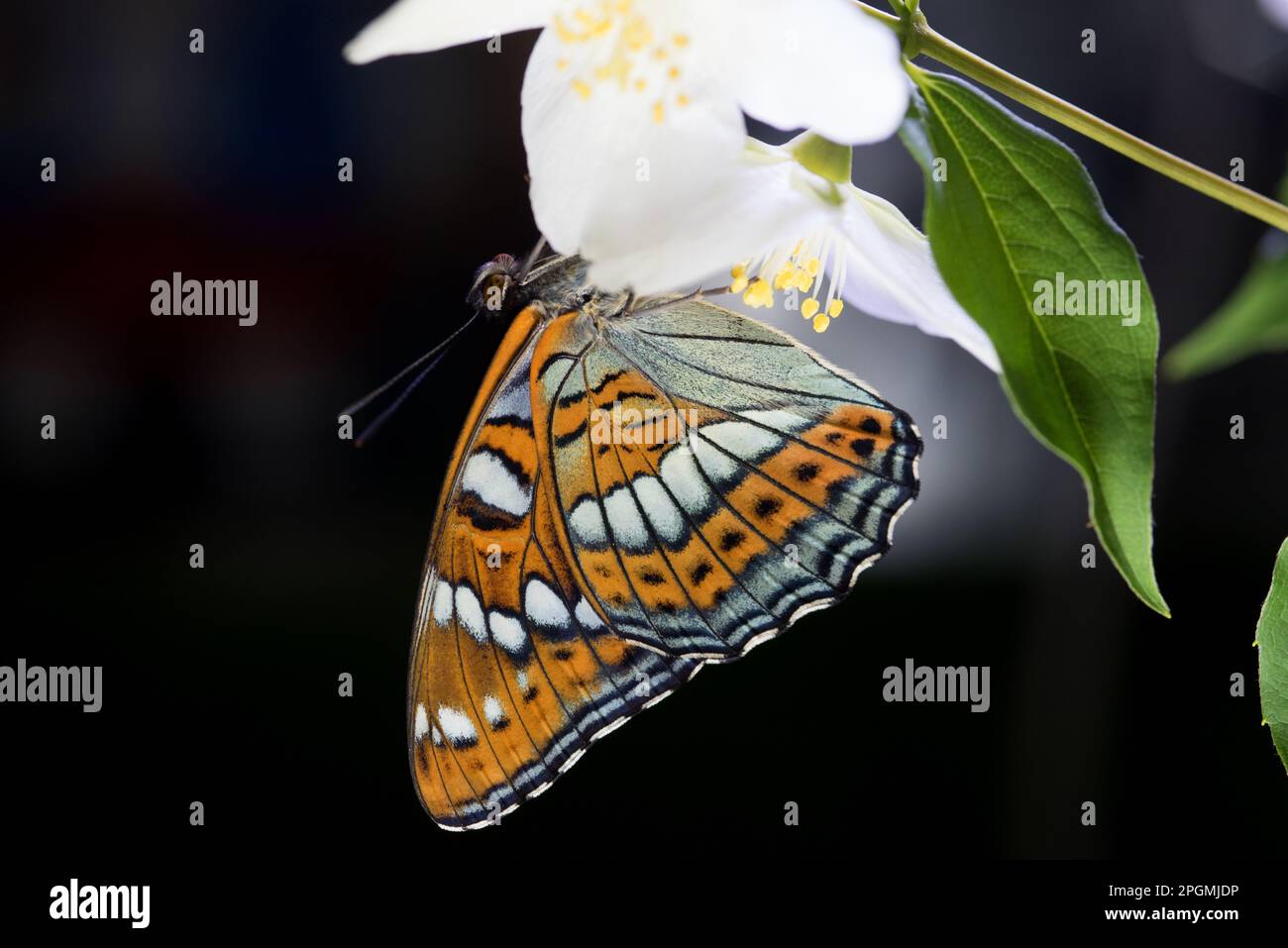 Montagna tropicale hi-res stock photography and images - Alamy