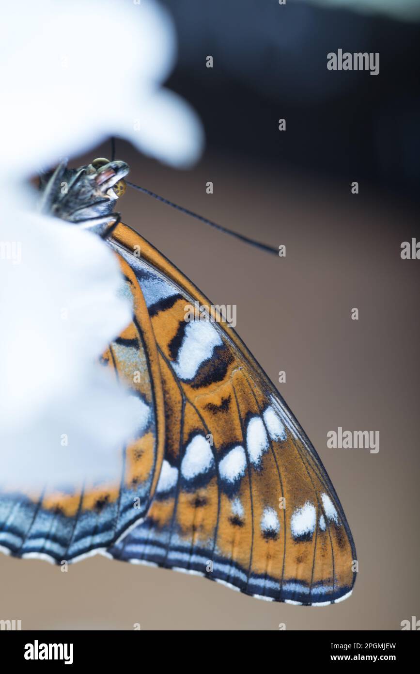 Montagna tropicale hi-res stock photography and images - Alamy