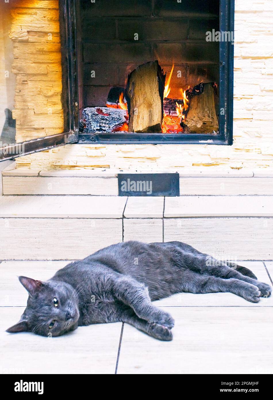 cat by the burning fire Stock Photo - Alamy
