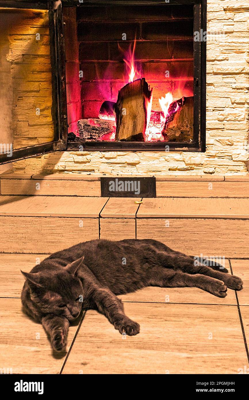 cat by the burning fire Stock Photo - Alamy