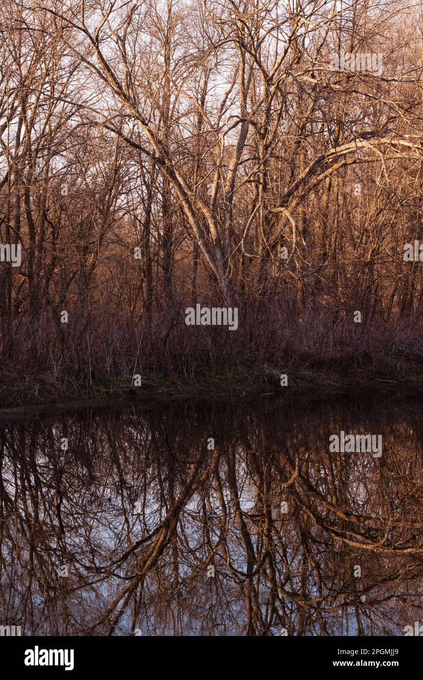 Abstract Reflection of Trees in Water Stock Photo - Alamy