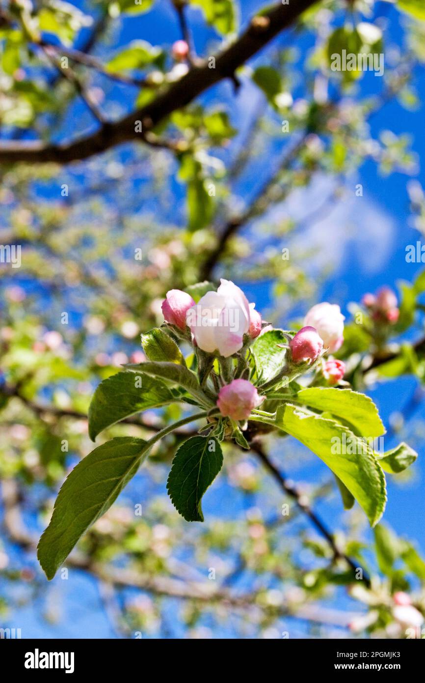 Vietnamese green apple hi-res stock photography and images - Alamy
