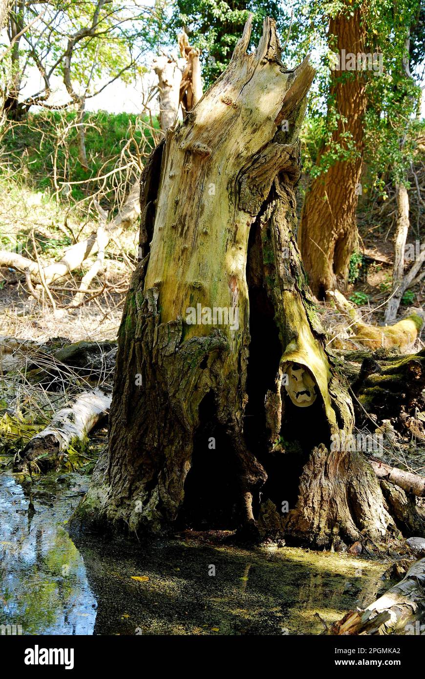 Scary face tree hi-res stock photography and images - Alamy