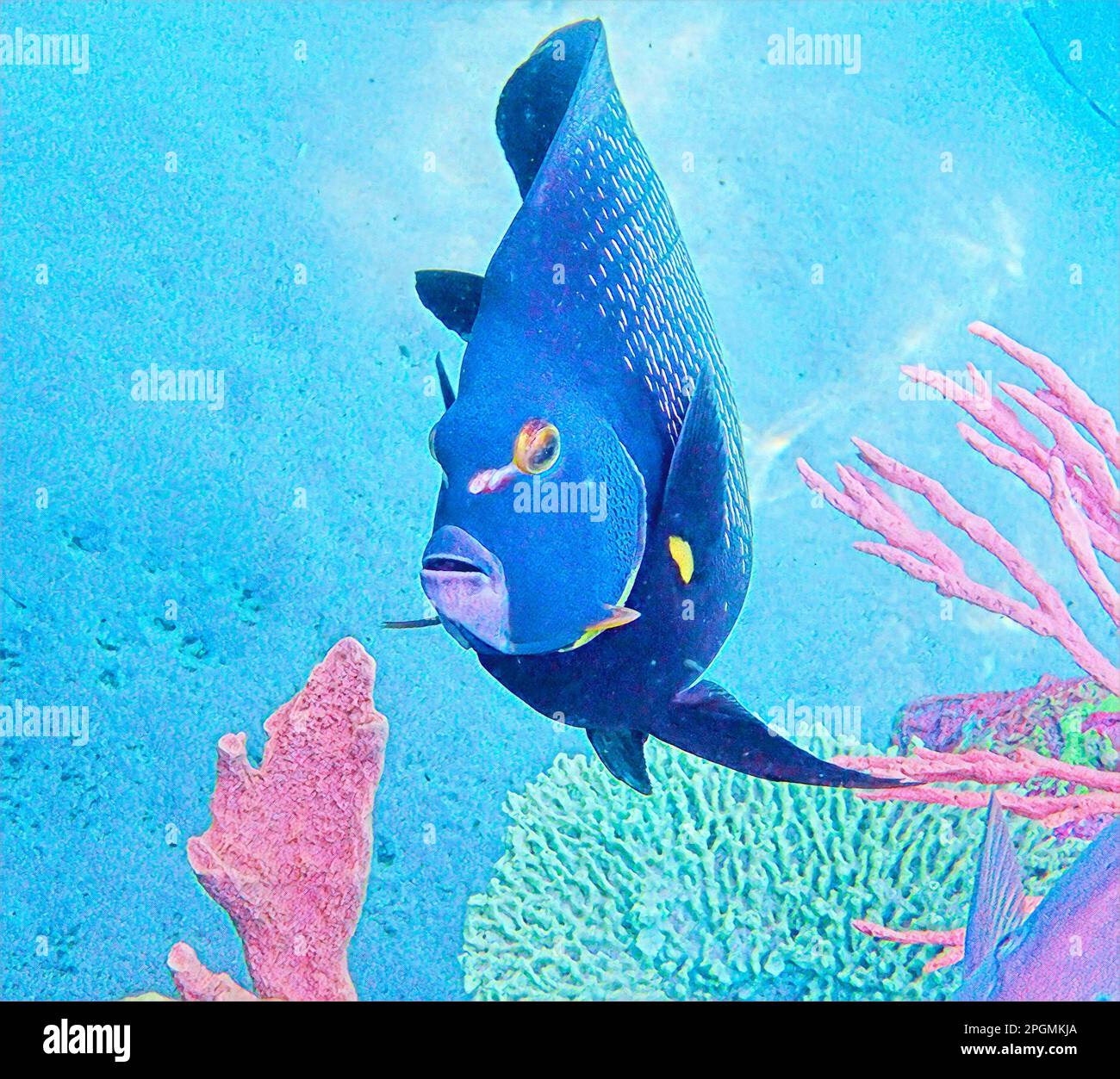 An illustration of a French Angelfish swimming amongst the coral reef ...