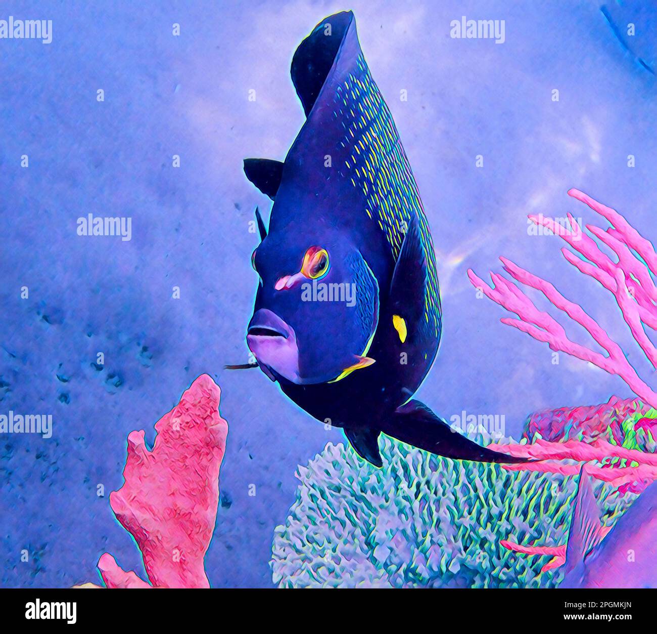 A neon illustration of a French Angelfish swimming amongst the coral ...