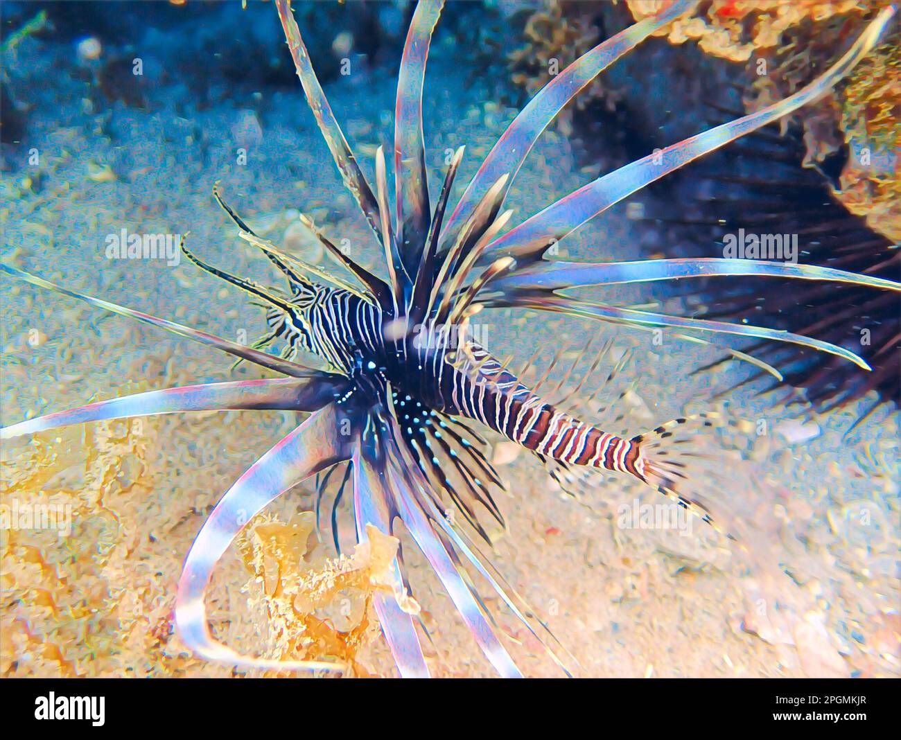 An illustration of a red lionfish (Pterois volitans) swimming around ...