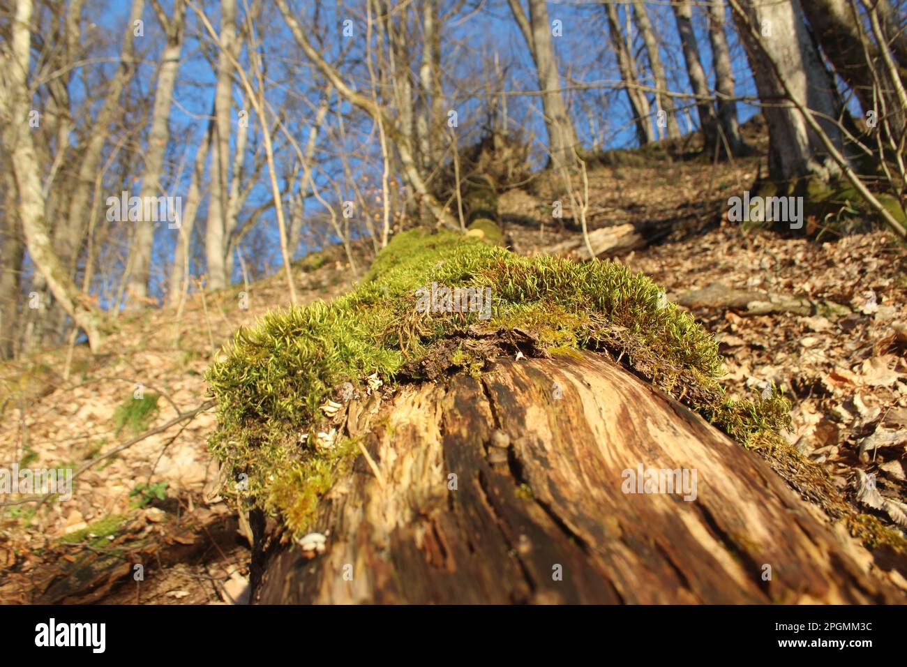 Moss on a forest log at Bear-Lake Sovata Stock Photo - Alamy