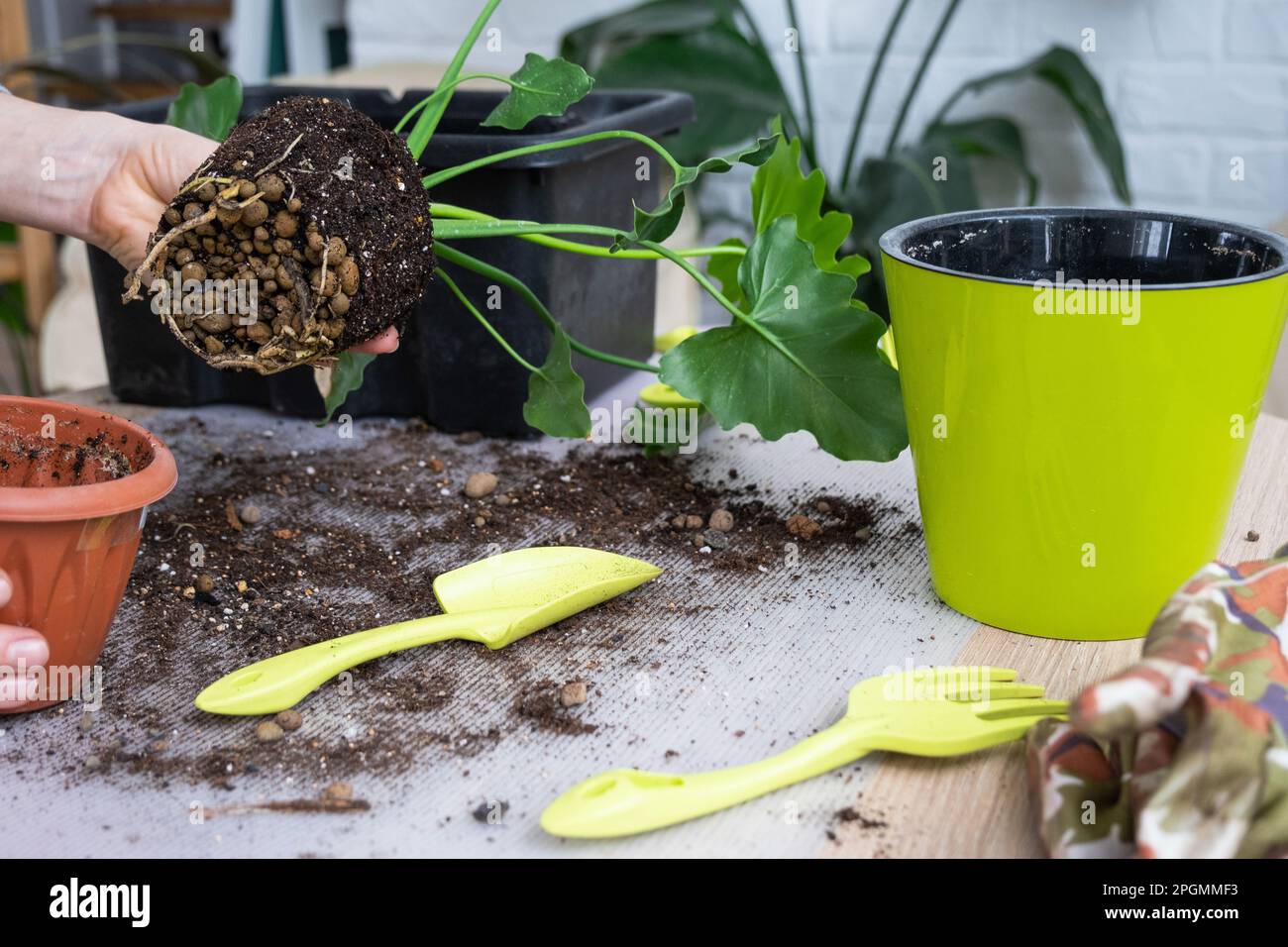 The earthen lump of a home potted plant is entwined with roots, the ...
