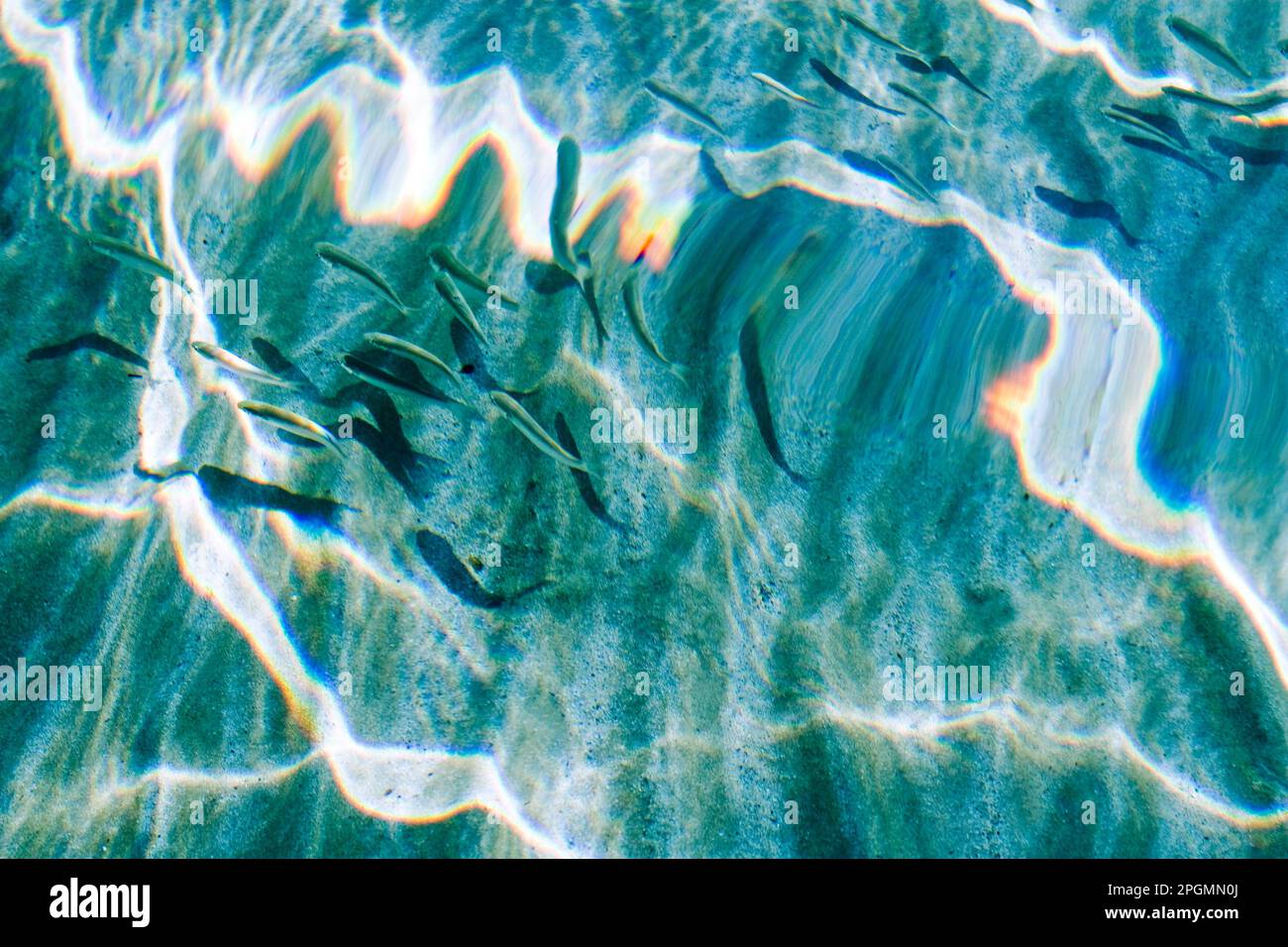 flock of fish in the sea in shallow water Stock Photo - Alamy