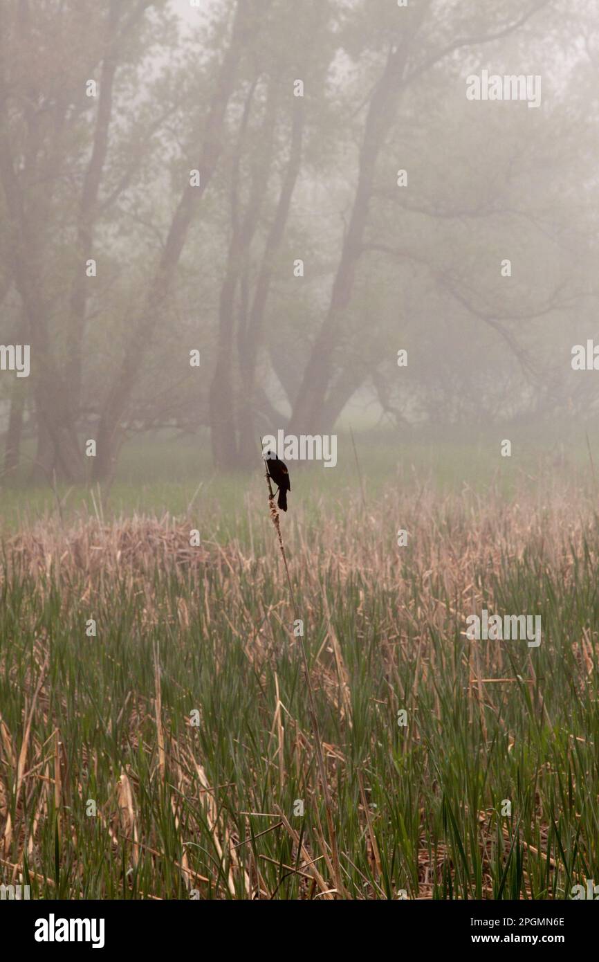 Wetland bird fog hi-res stock photography and images - Alamy