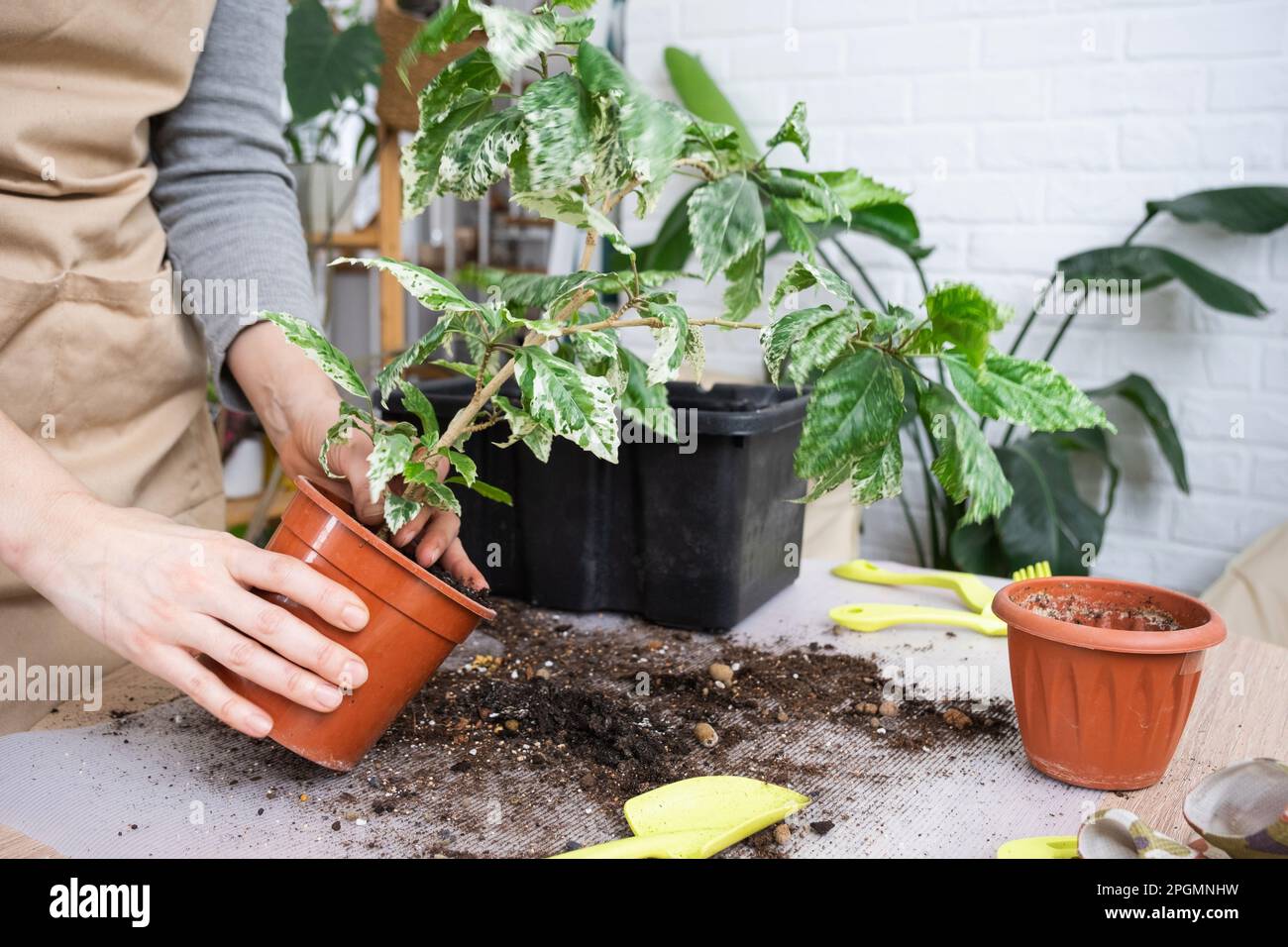 Repotting a home plant hibiscus variegated into a new pot in home ...