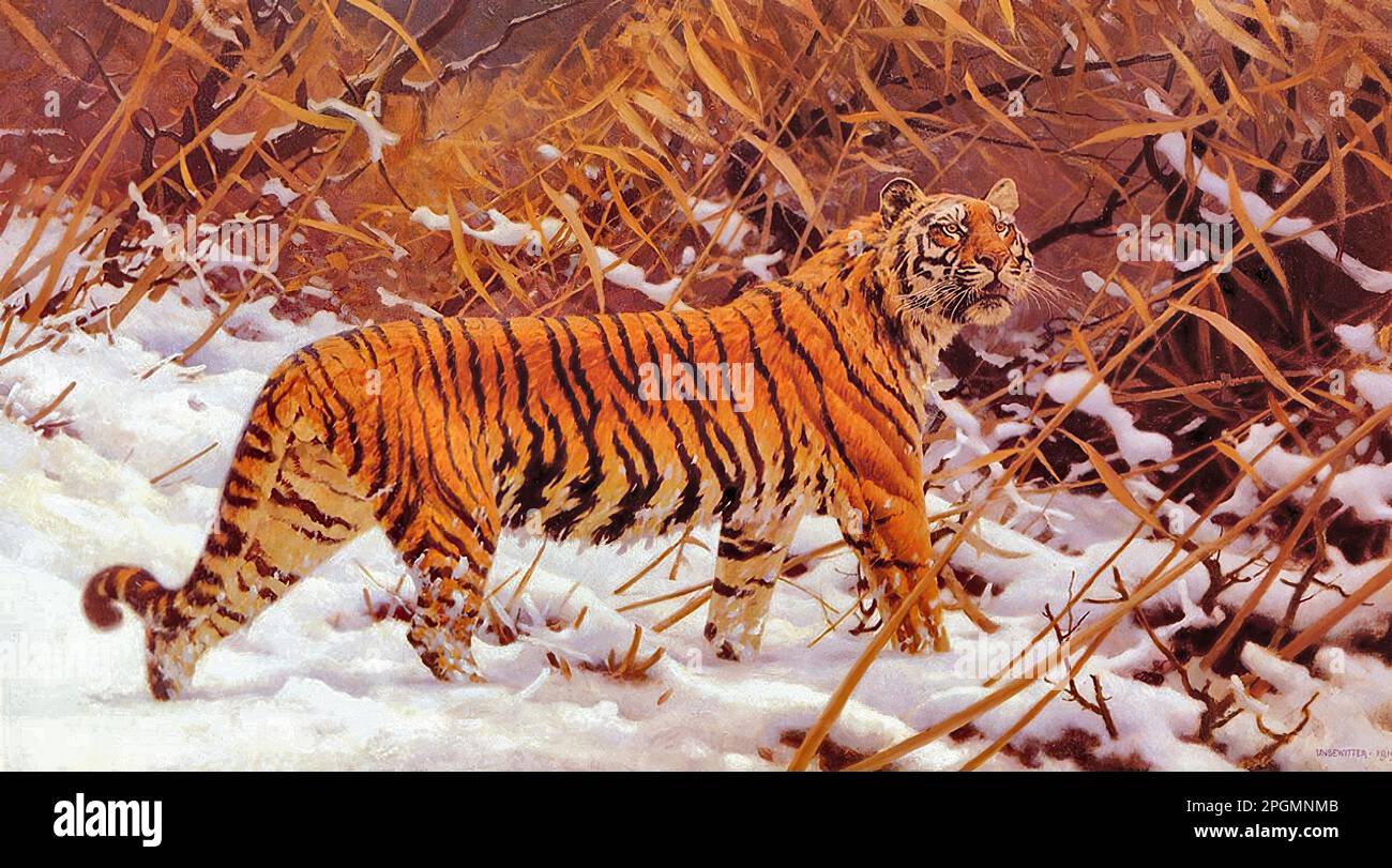 Thunderstorm Hugo - Siberian Tiger in a Winter Landscape - German ...