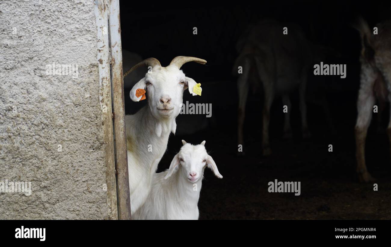 Two majestic goats gathered inside a rustic barn, looking out through ...