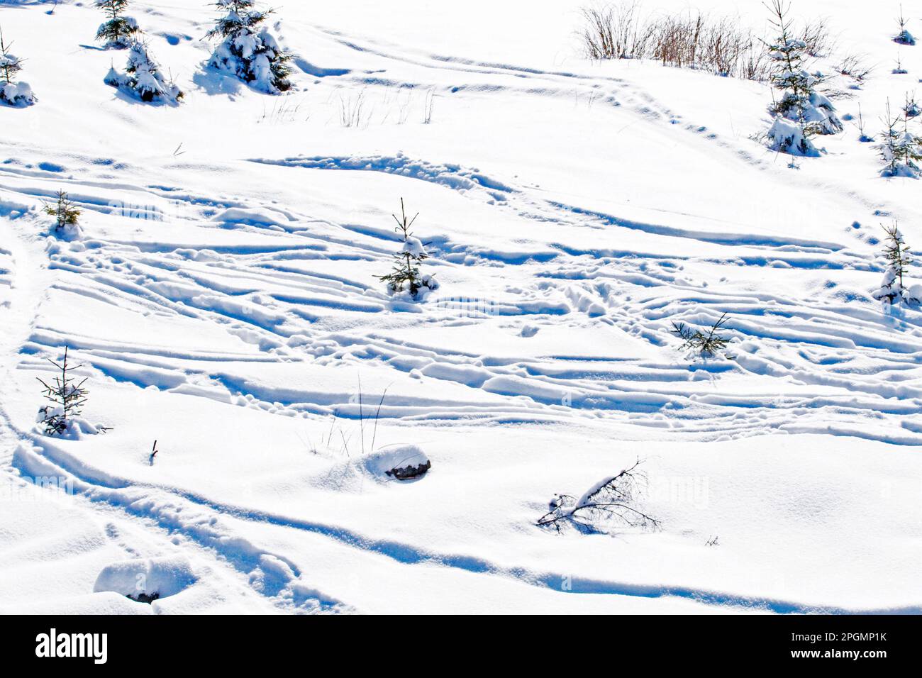 Small christmas trees in the snowsnow hi-res stock photography and ...