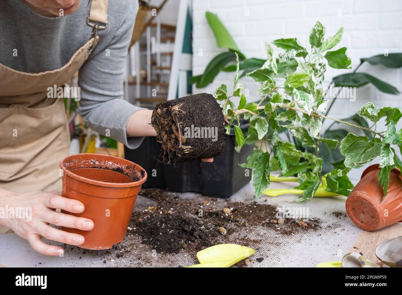 The earthen lump of a home potted plant is entwined with roots, the ...