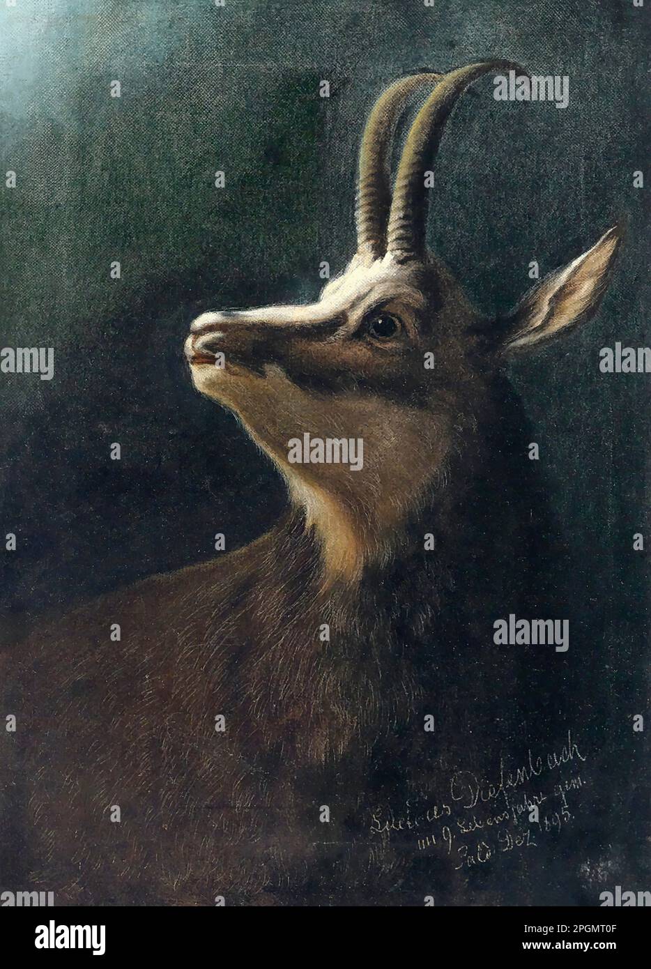 Diefenbach Karl Wilhelm - Head of a Chamois - German School - 19th ...