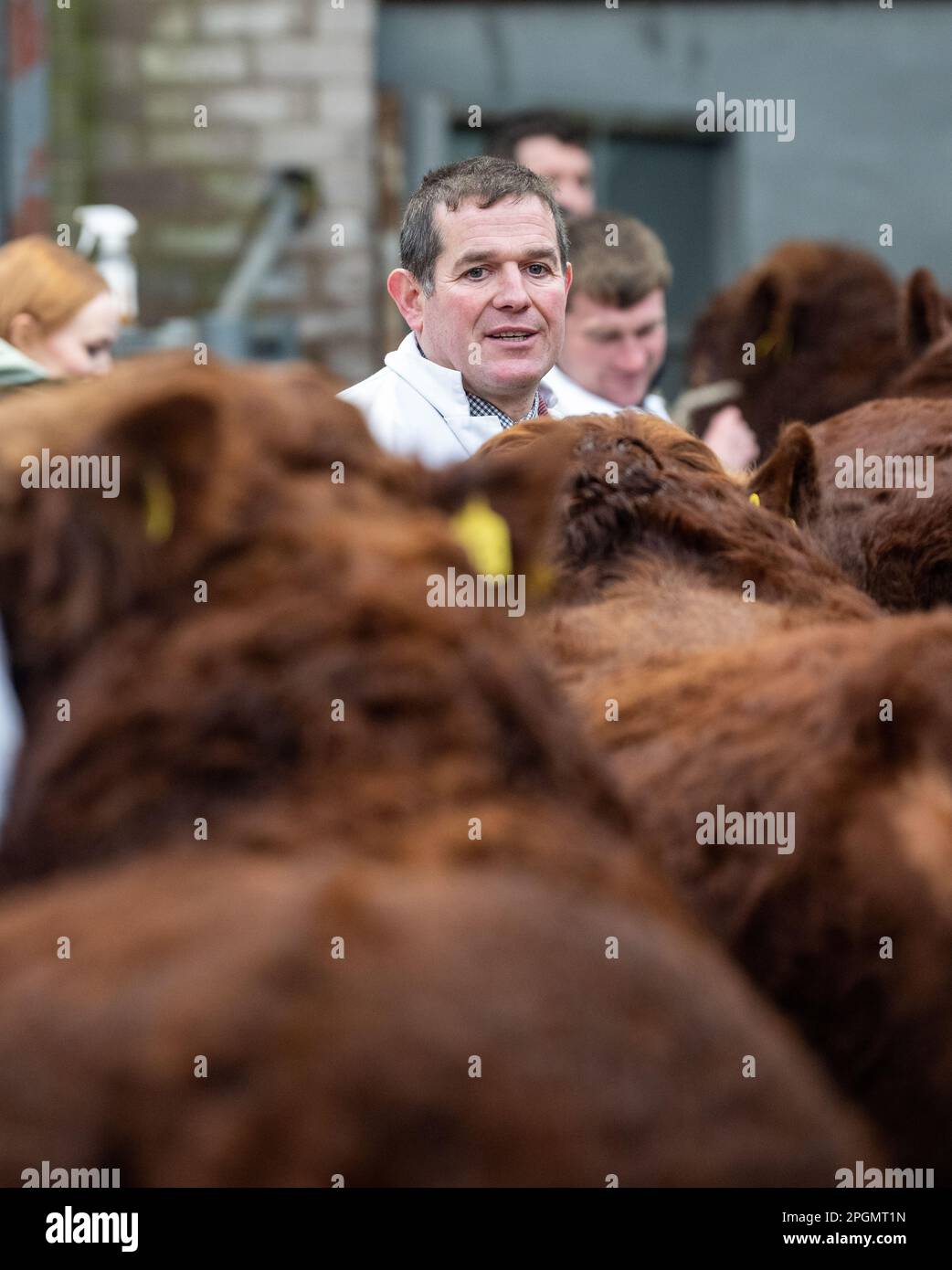 Sale of pedigree Luing cattle, a native Scottish breed of cattle, at ...