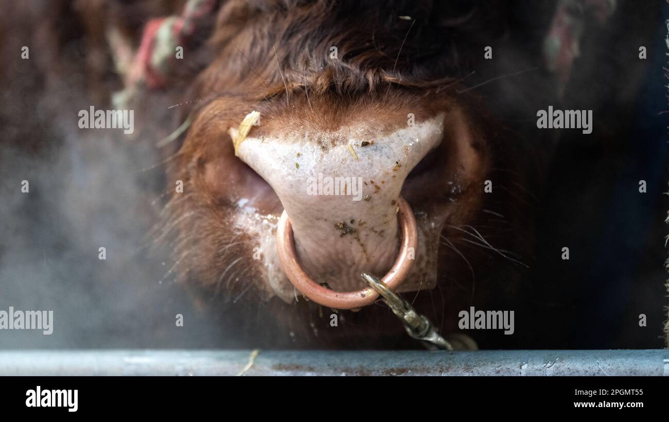 Sale of pedigree Luing cattle, a native Scottish breed of cattle, at ...
