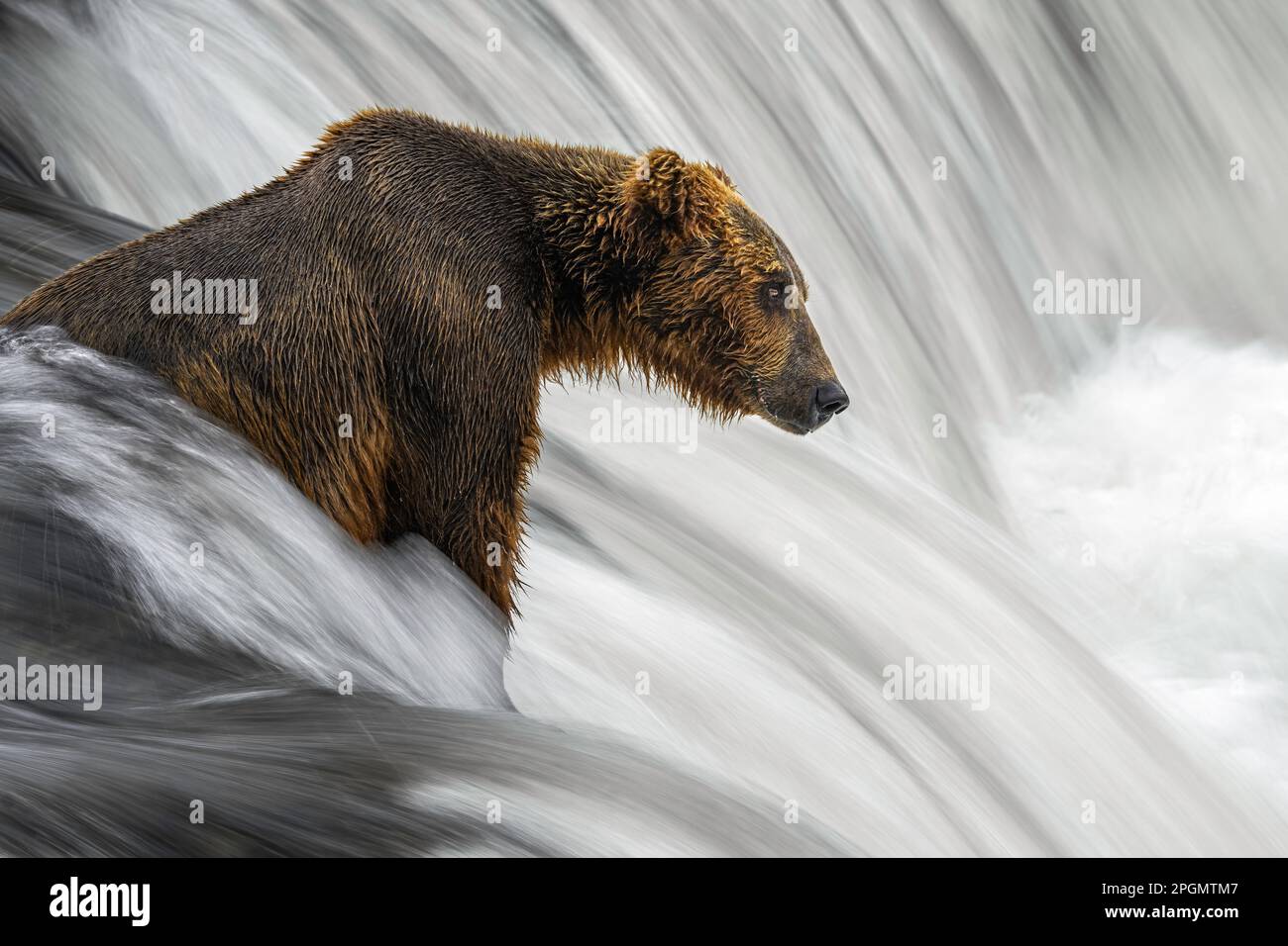 Brown Bear at Brooks Falls Stock Photo - Alamy