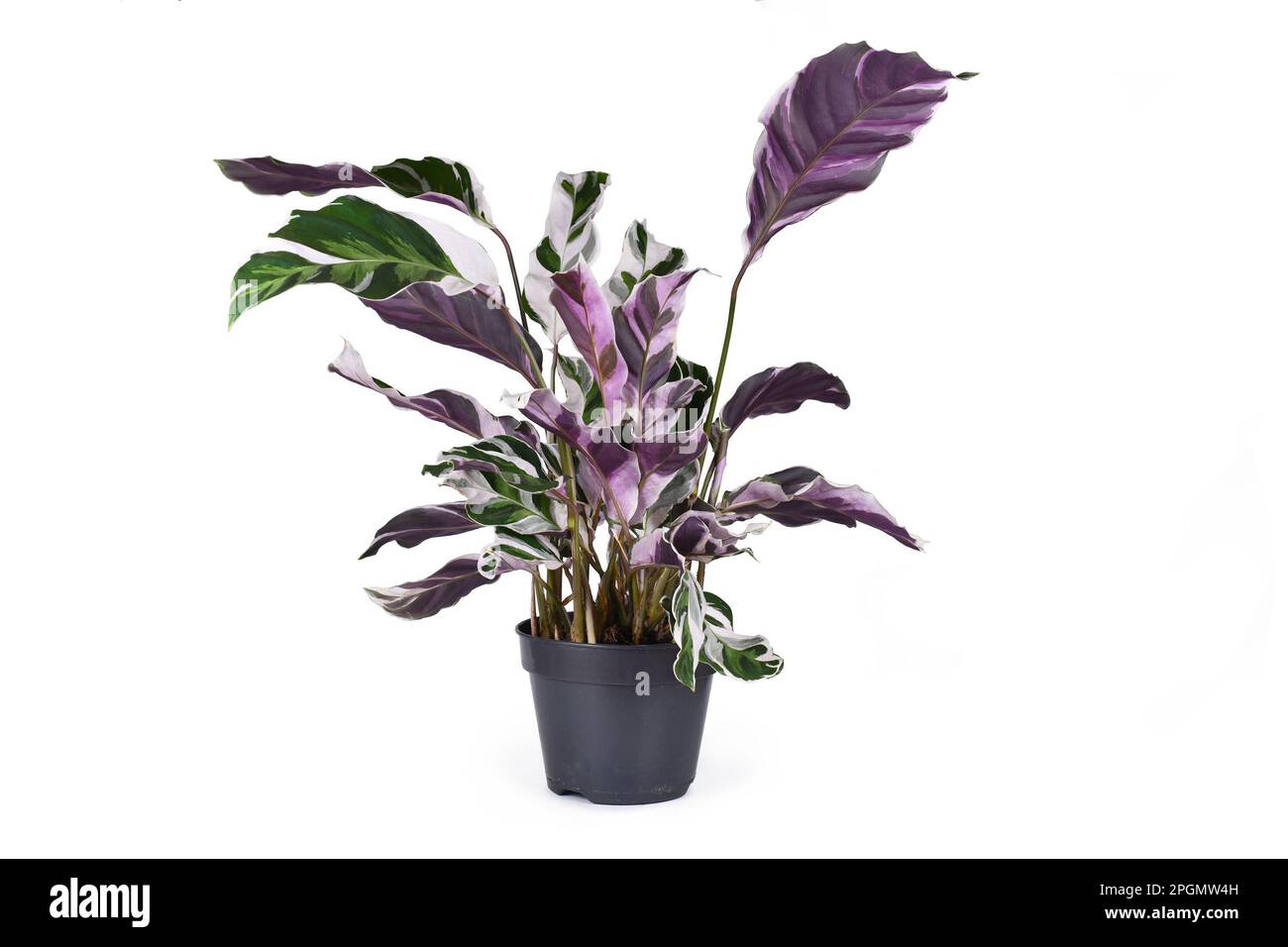 Multicolored exotic 'Calathea White Fusion' Prayer Plant houseplant in ...