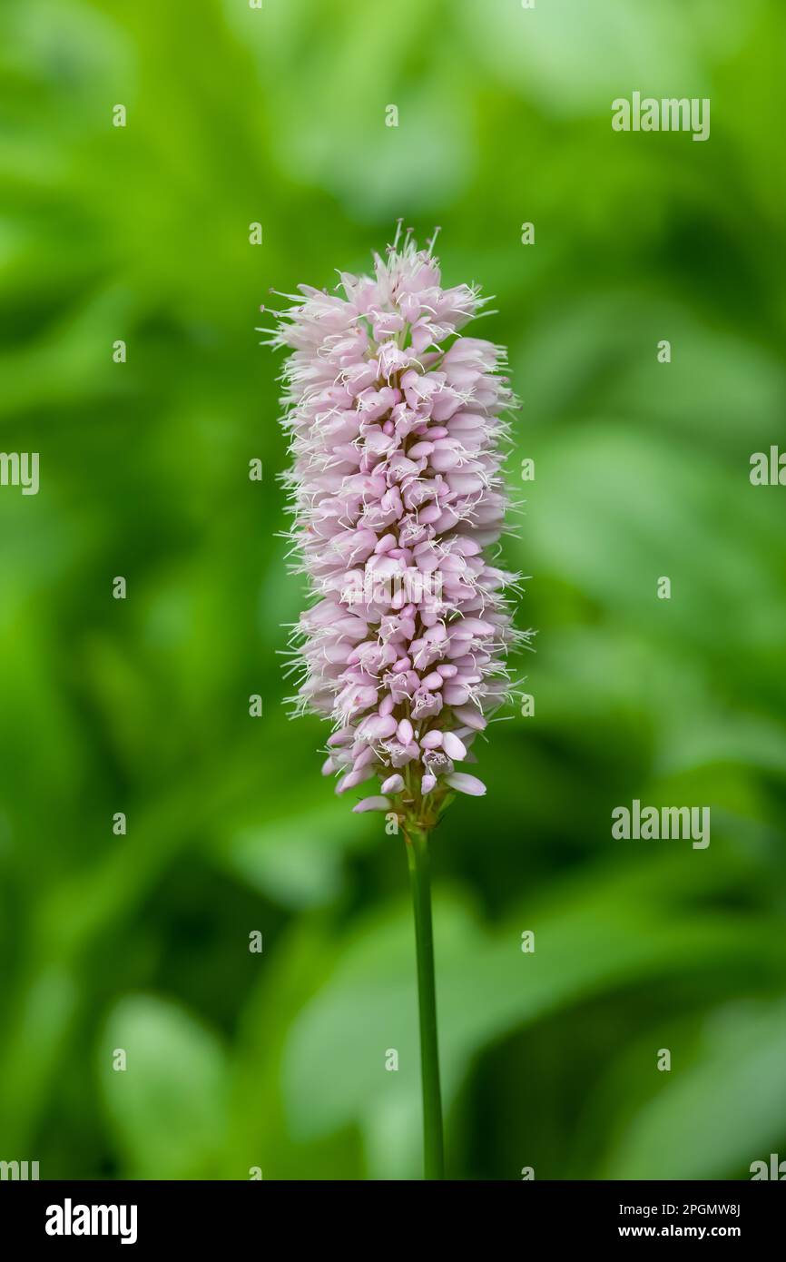 Macro shot of a common bistort (bistorta officinalis) flower in bloom ...