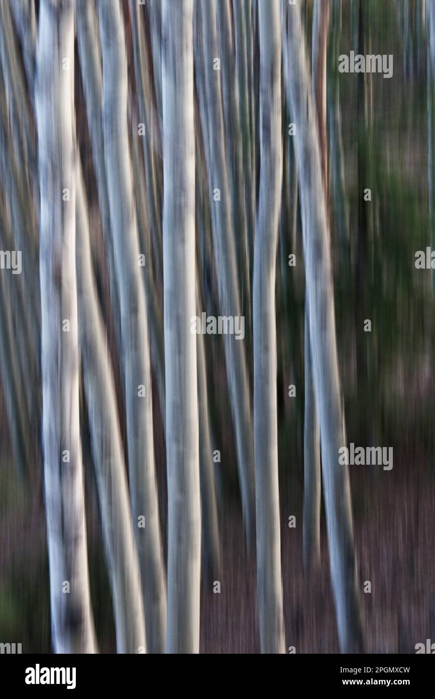Birch stand hi-res stock photography and images - Alamy