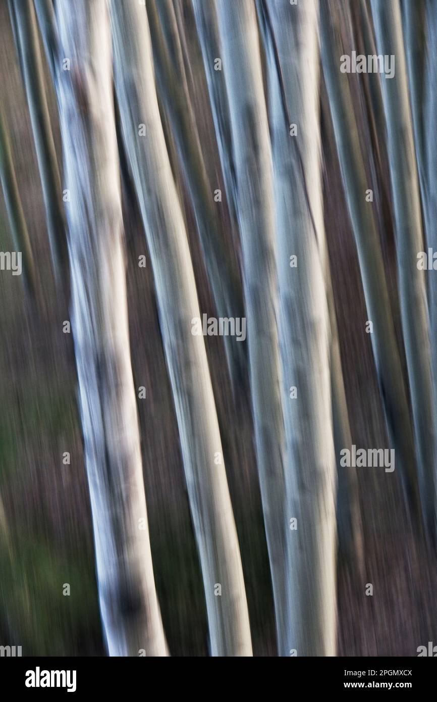 Abstract photograph of a stand of birch trees Stock Photo - Alamy