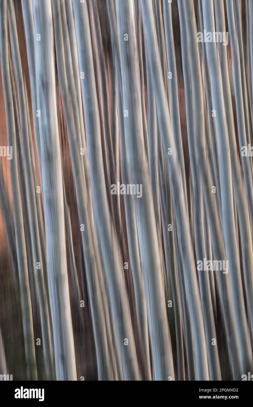 Abstract background with trees hi-res stock photography and images - Alamy