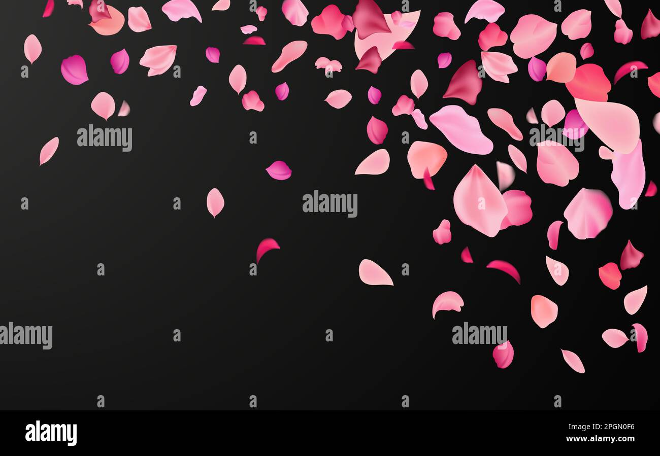 Symbol of Japanese culture.Flying fragile pink and white sakura petals ...
