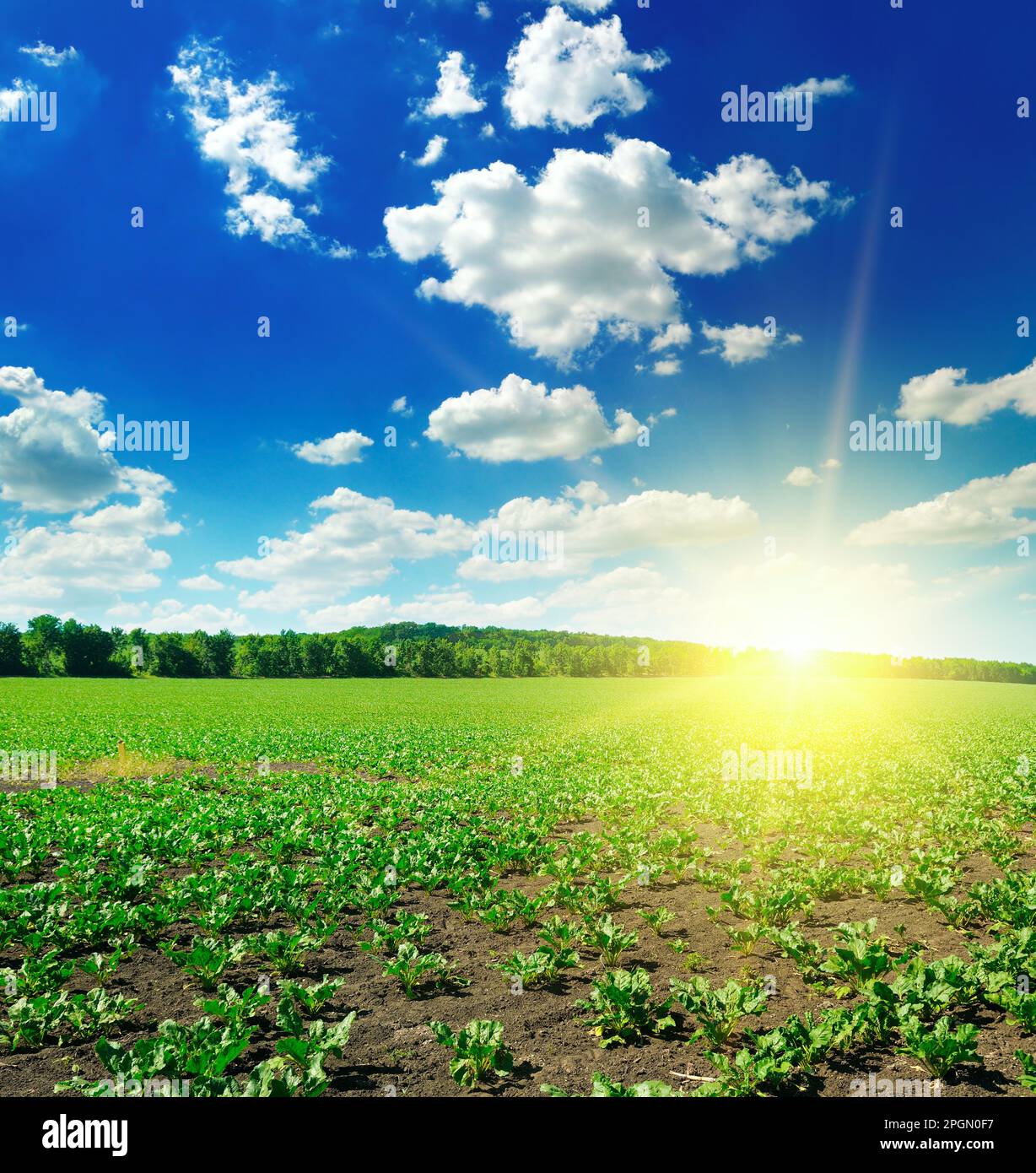 Green beet field and sun on blue sky Stock Photo - Alamy