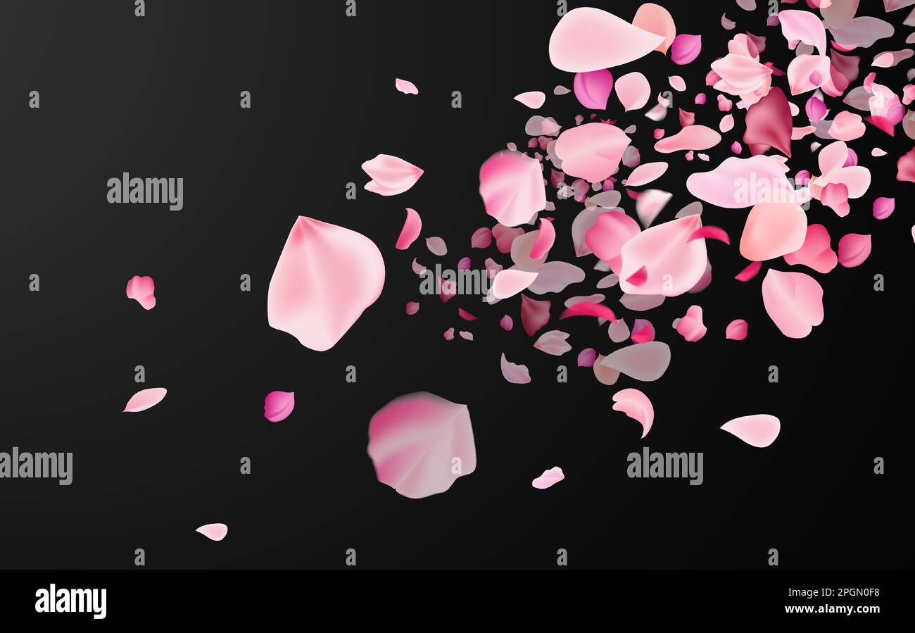 Symbol of Japanese culture.Flying fragile pink and white sakura petals ...