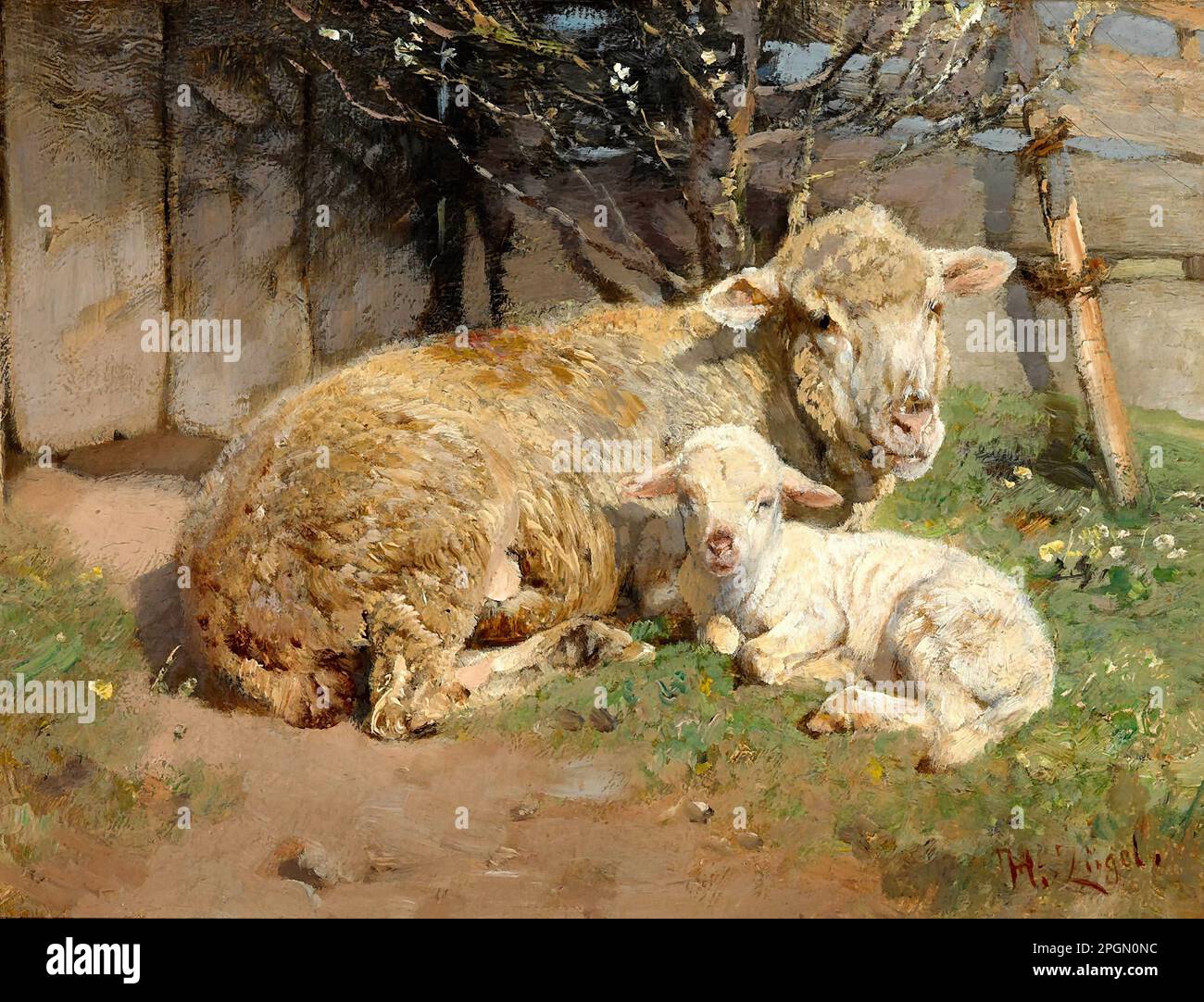 Lamm mit mutterschaf hi-res stock photography and images - Alamy