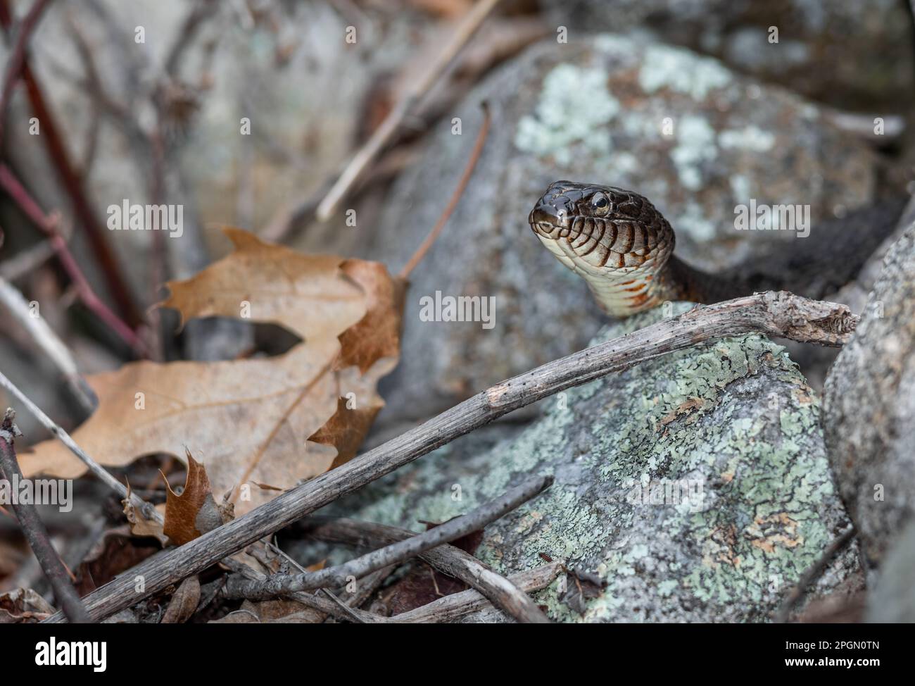 Large northern snake emerging from its overwintering den. -northern ...