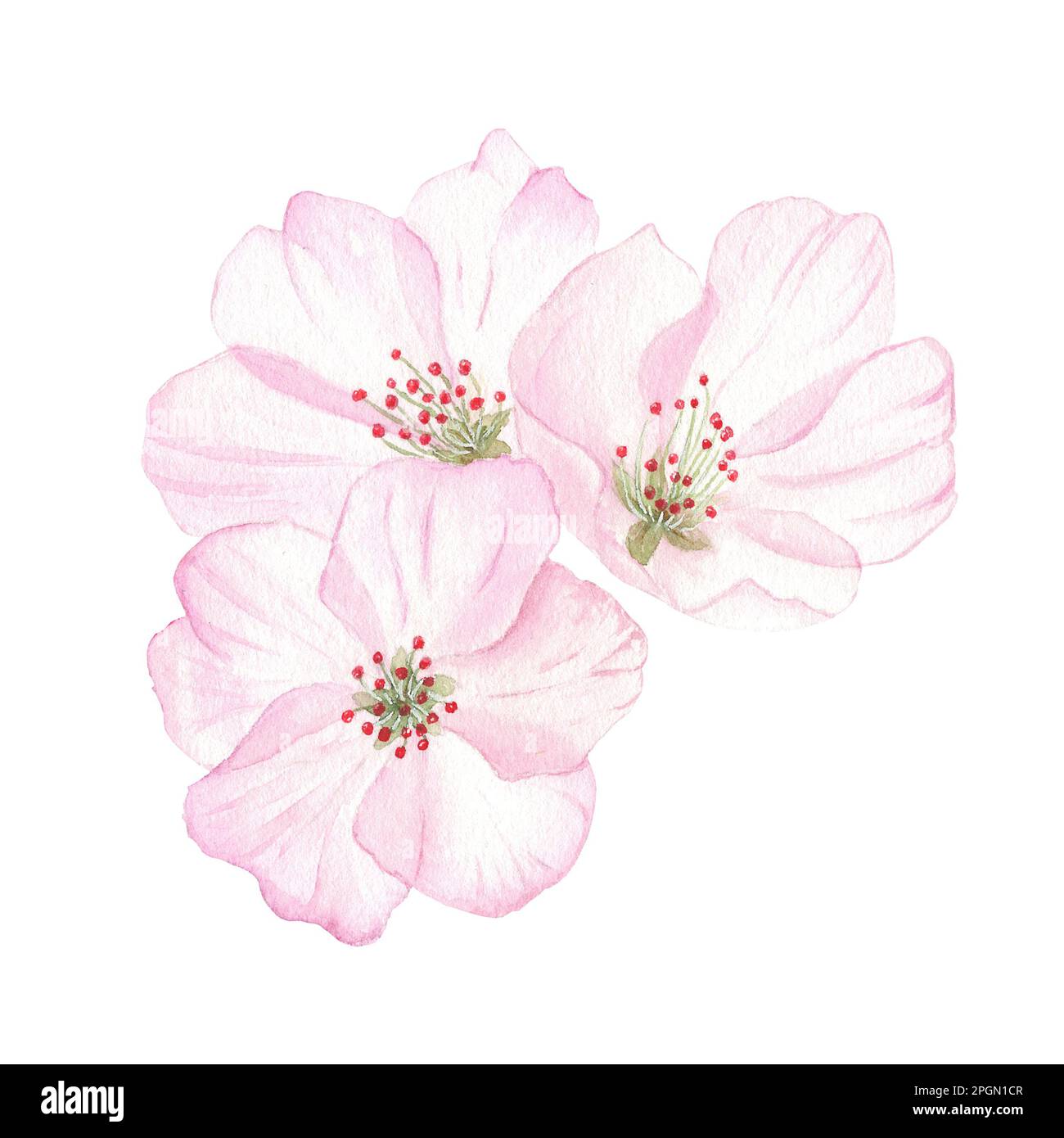 Cherry flowers, a cherry blossom isolated in white background, fruit ...
