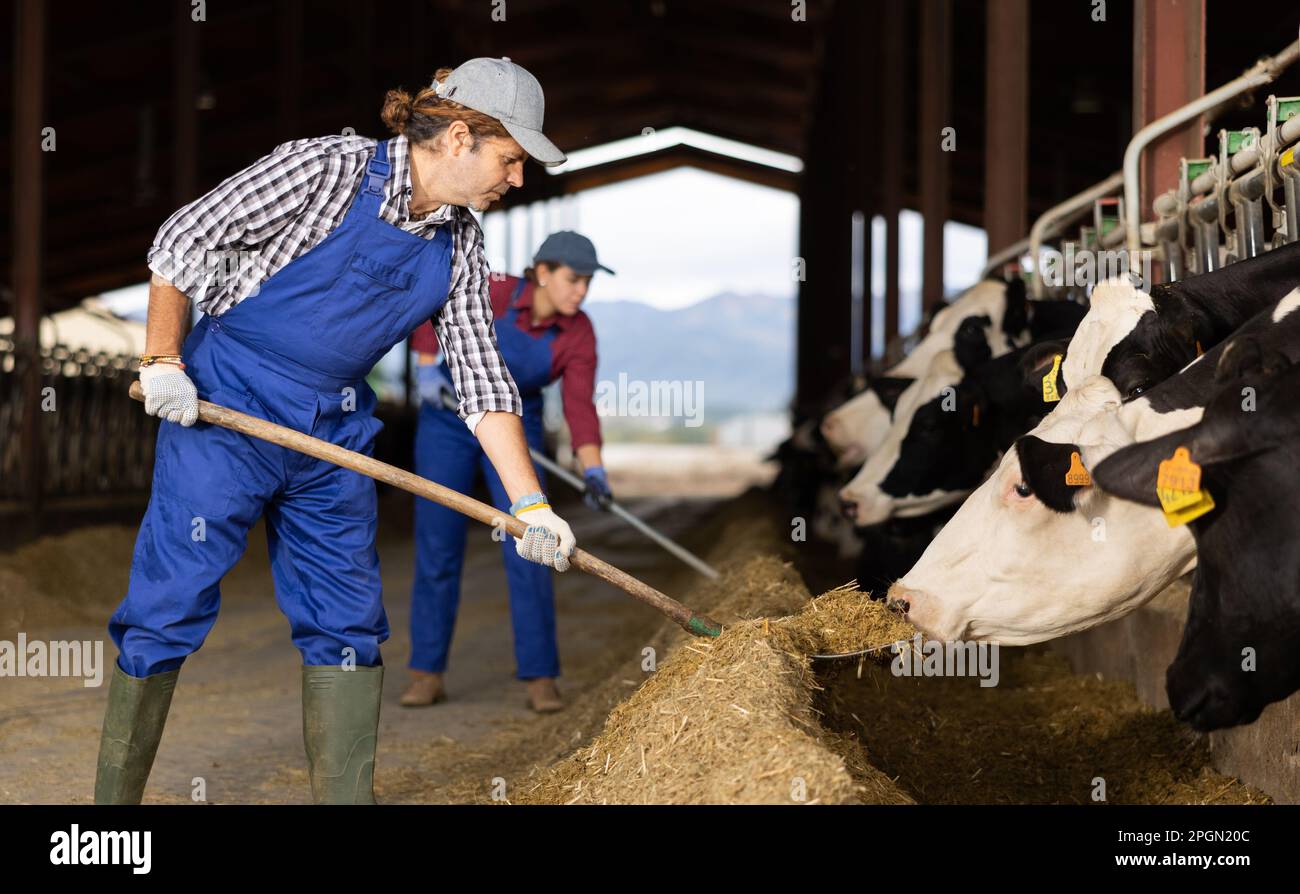 Male and female farm workers feed cows Stock Photo - Alamy