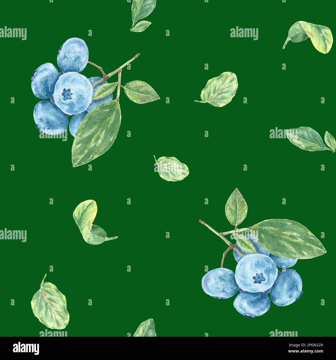 Botanical drawing blueberry hi-res stock photography and images - Alamy