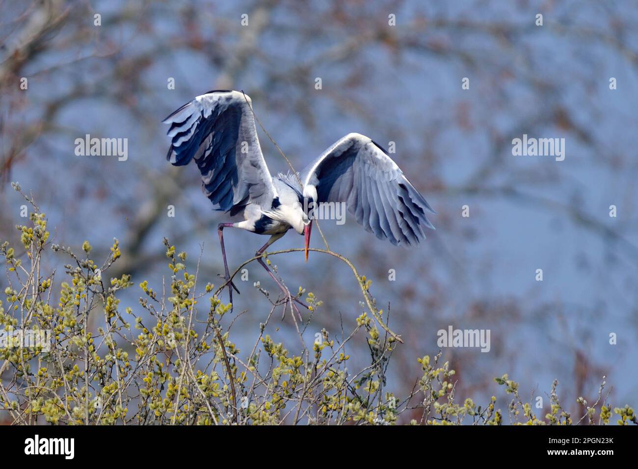 Costruzione del nido hi-res stock photography and images - Alamy