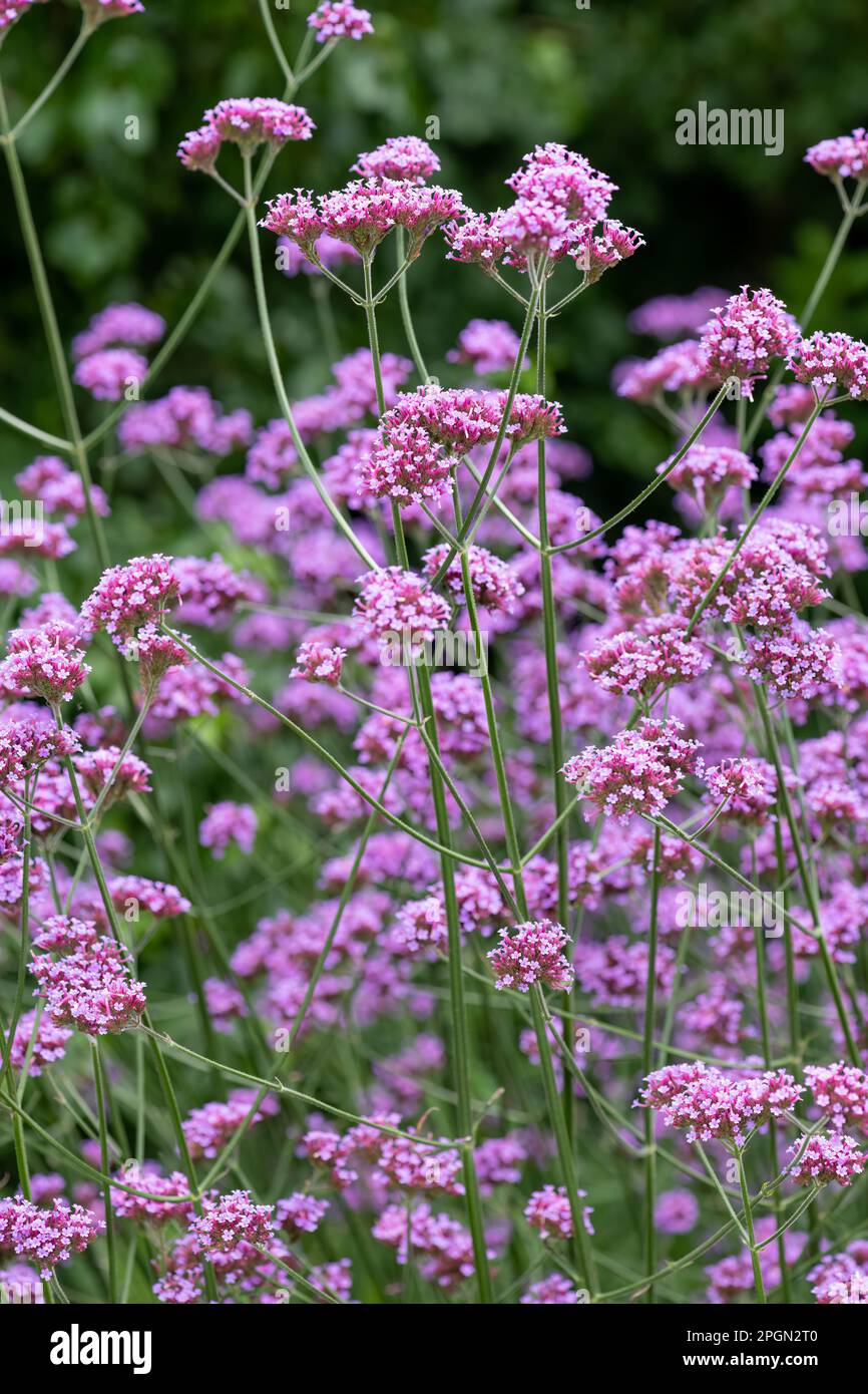 Close up of purpletop vervain (verbena bonariensis) in bloom Stock ...