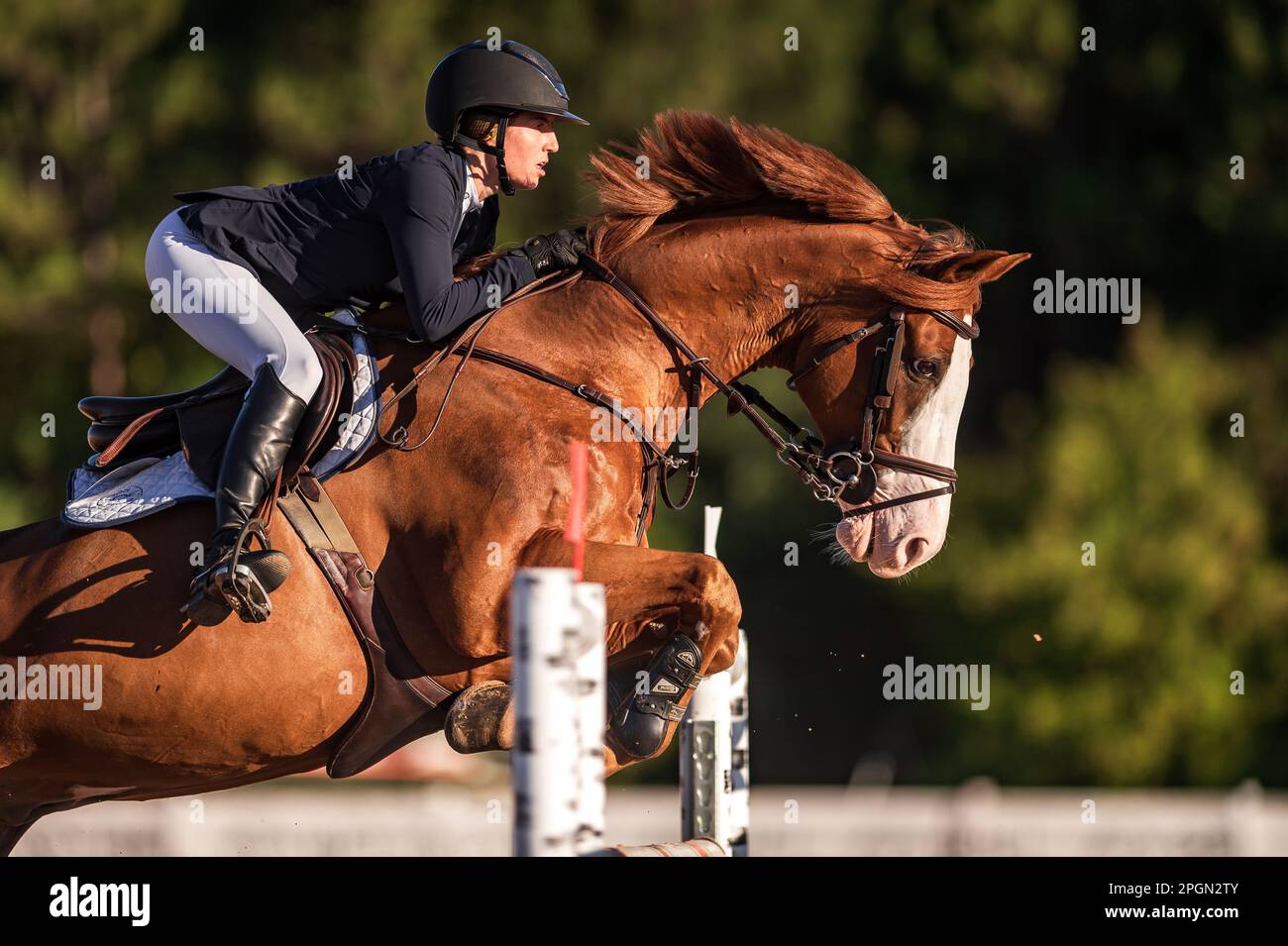 2022 canadian show jumping champion hi-res stock photography and images - Alamy