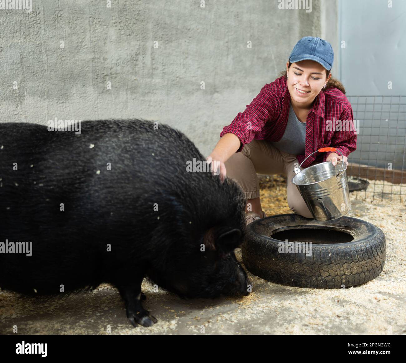Farmer taking care of a pig Stock Photo - Alamy