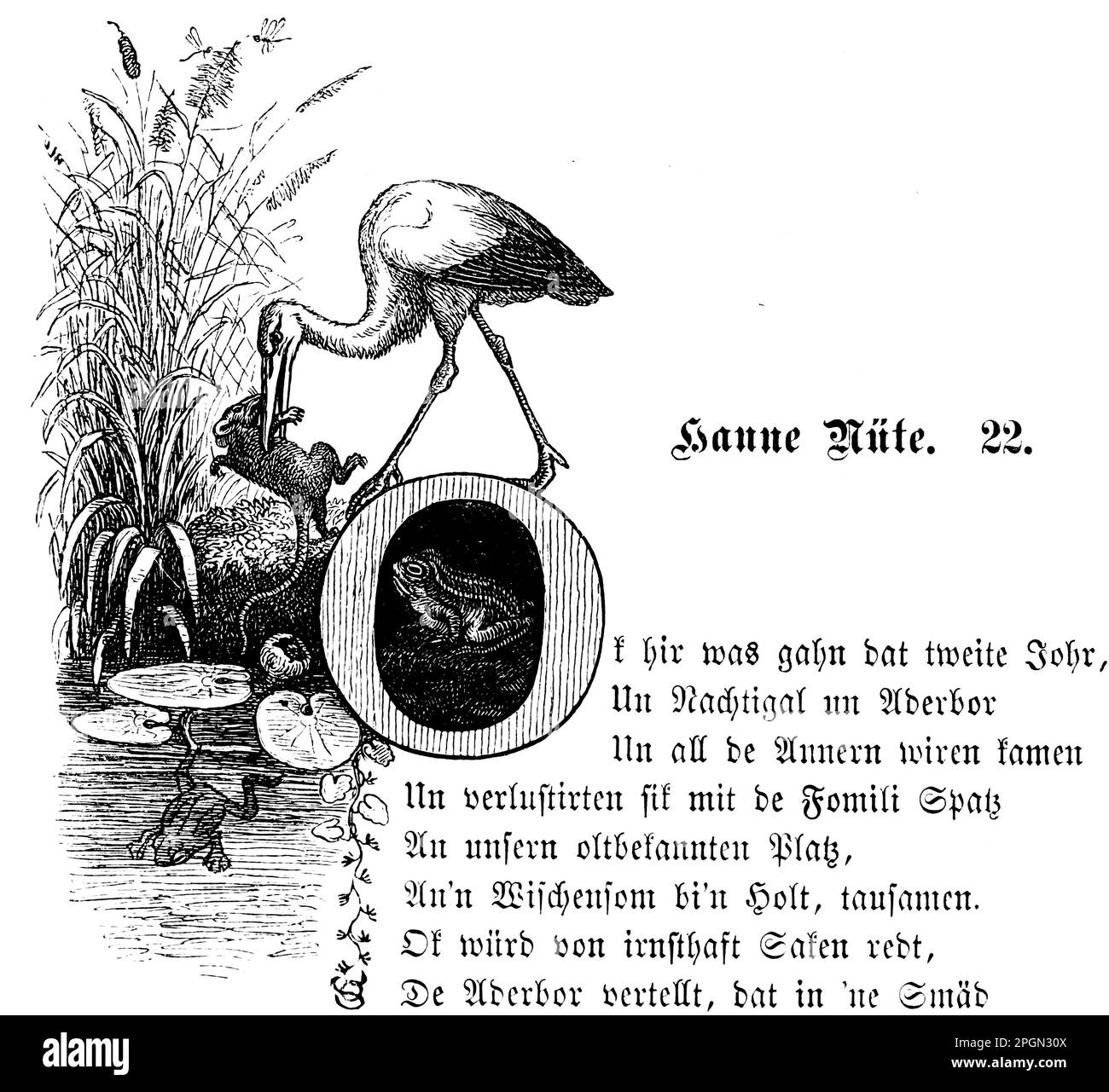 Stork illustration historical Cut Out Stock Images & Pictures - Alamy