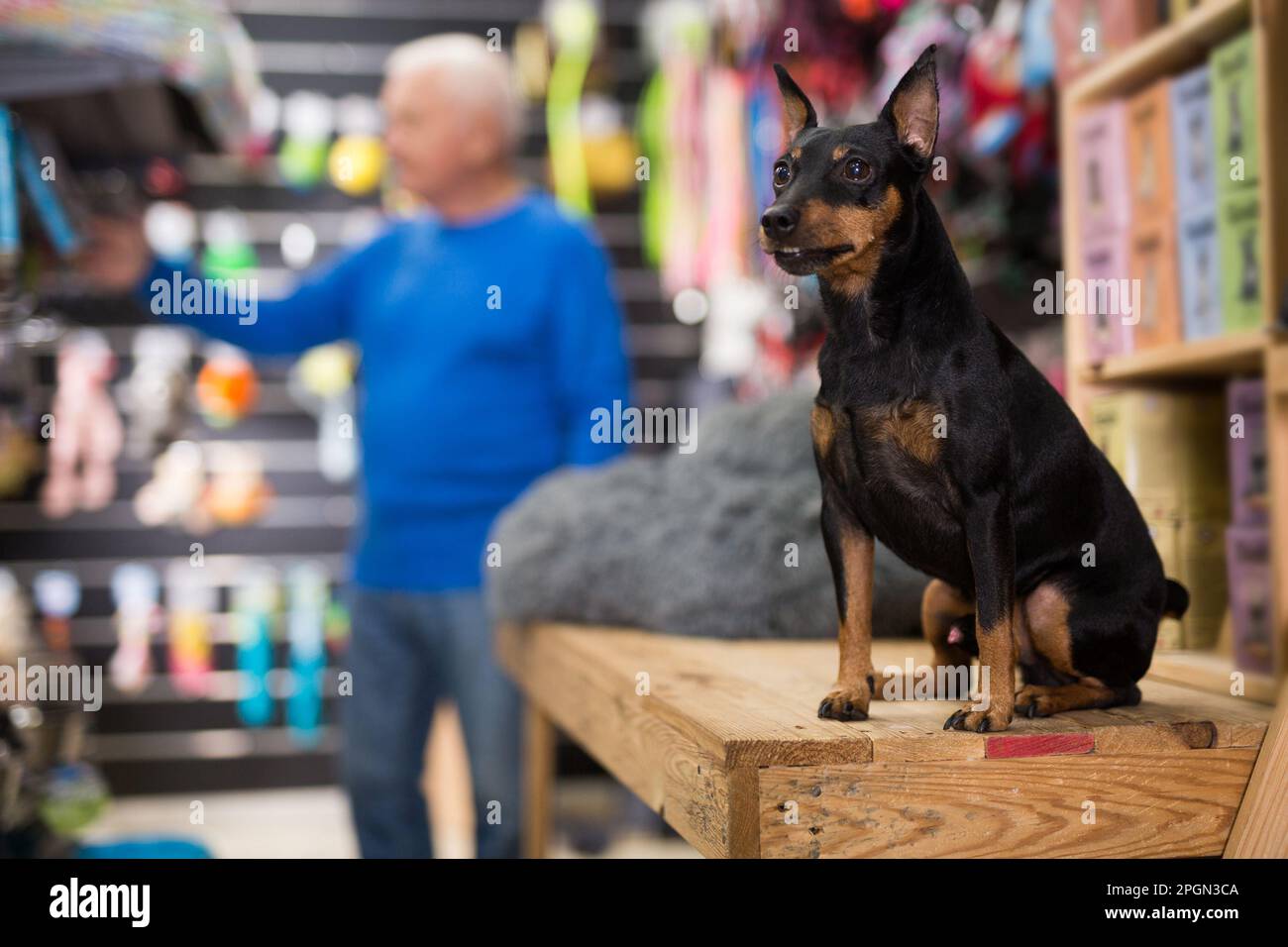 Russian salon dog hi-res stock photography and images - Alamy
