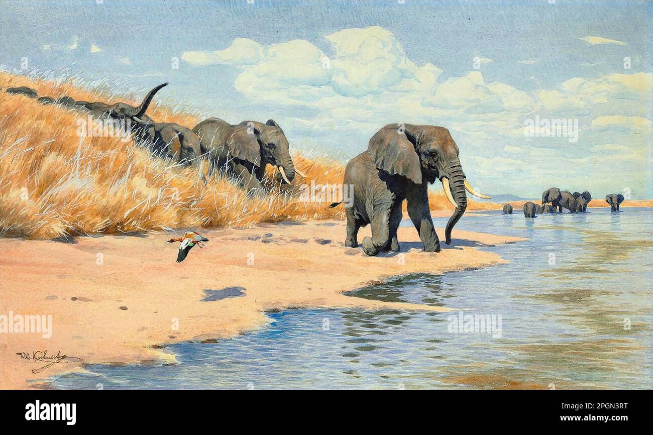 Kuhnert Wilhelm - Elephants on the River Bank - German School - 19th ...