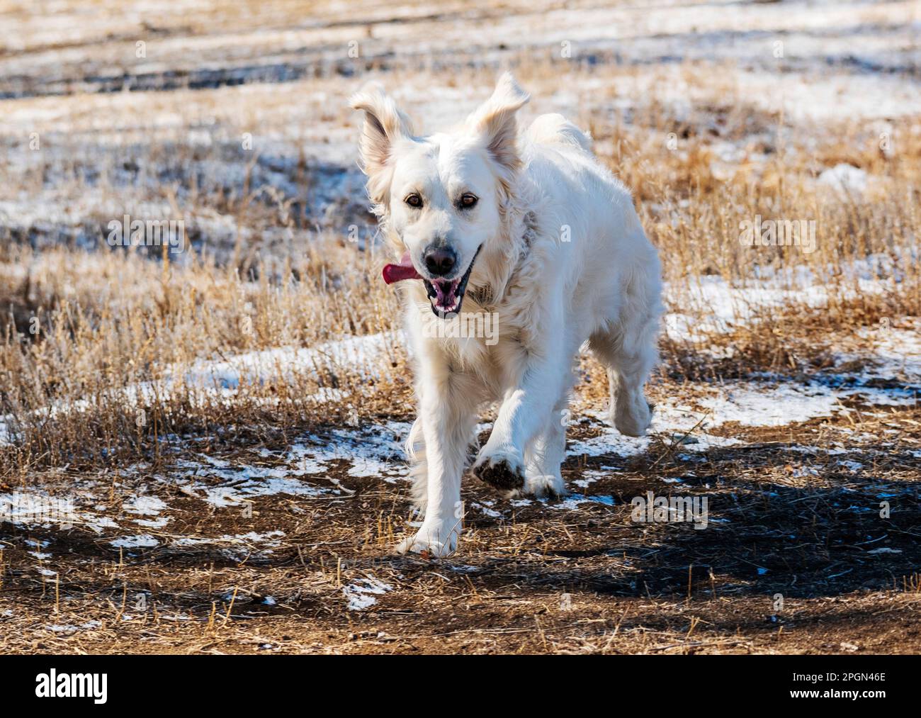 Platinum colored Golden Retriever dog running on a central Colorado ...